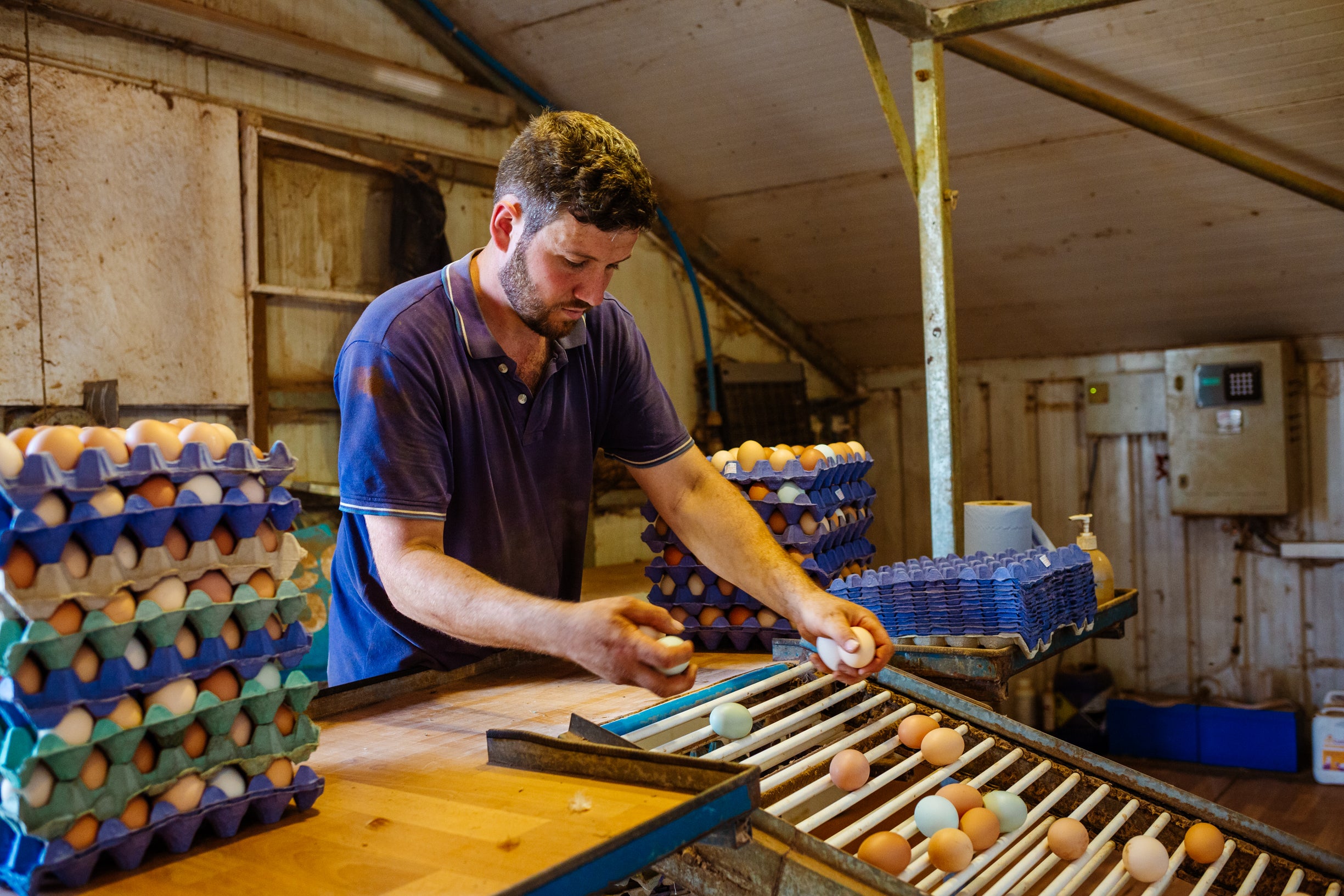 Appledore Farm Eggs - Keeping it Local, Fresh and Free Range | Devon