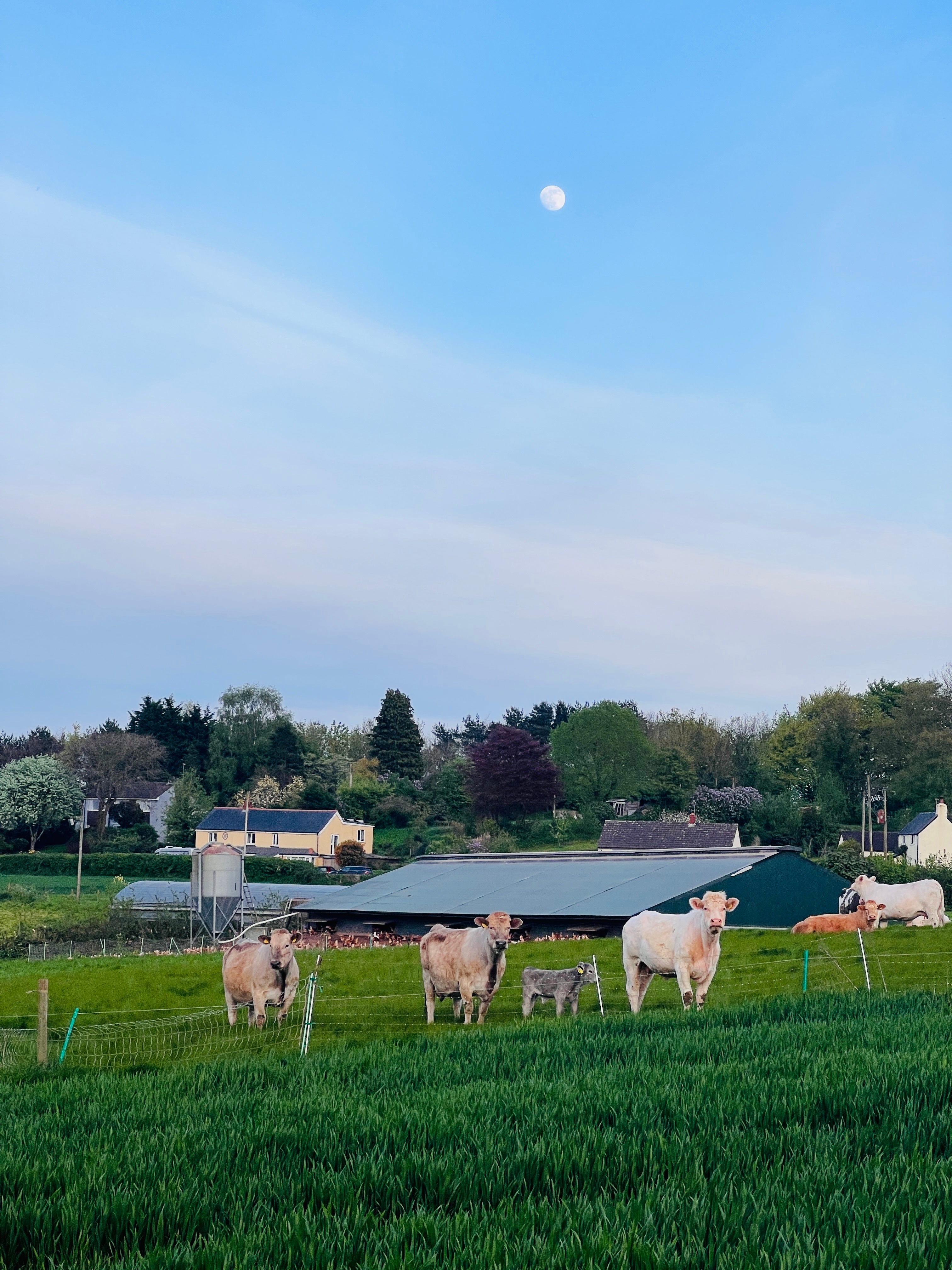 Appledore Farm Eggs - Keeping it Local, Fresh and Free Range | Devon